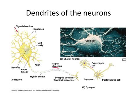 Ap Biology Nervous Systems Part 4 Ppt Download