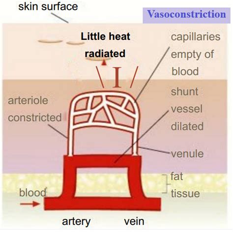 Understanding The Principle Of Homeostasis And Thermoregulation