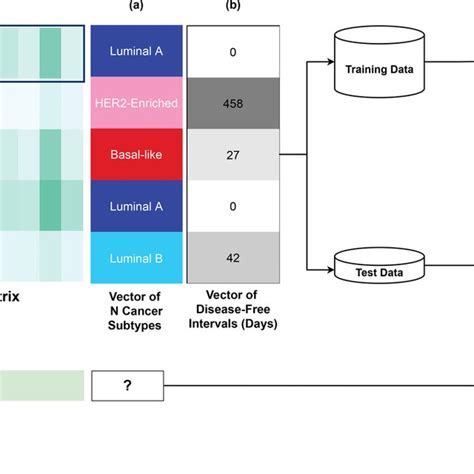 Supervised Learning For Predicting Cancer Related Phenotypes From Gene