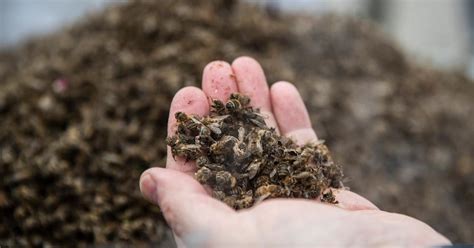 Why Are Bees Disappearing