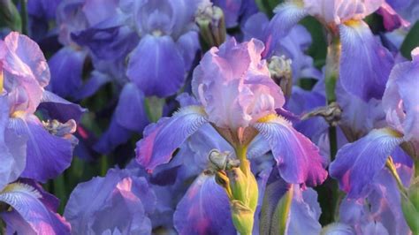 classifying iris species with k means clustering tenzin migmar tealfeed