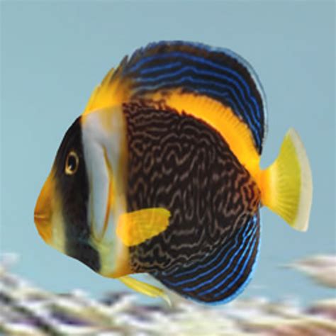 Second Life Marketplace Anni Timeless Annis Scribbled Angel Flex V2 0d