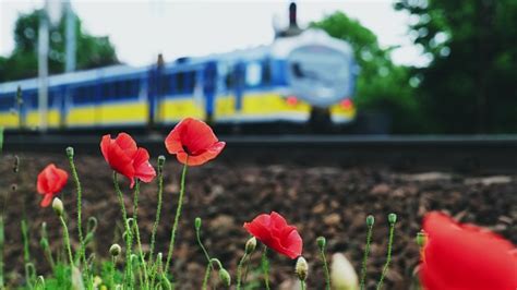 교외 통근 열차가 배경에서 지나가는 철도 트랙에 의해 자살 현장 옆에 성장하는 빨간 양귀비 기차에 대한 스톡 사진 및 기타