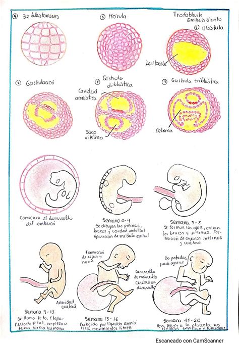 Fecundacion Humana Dibujo