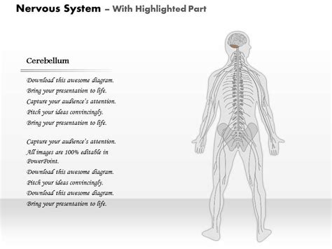 Nervous System Medical Images For PowerPoint PowerPoint Slide Template Presentation