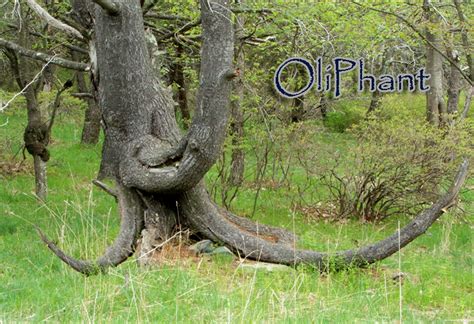 Oliphant By Dentalblacksmith On Deviantart