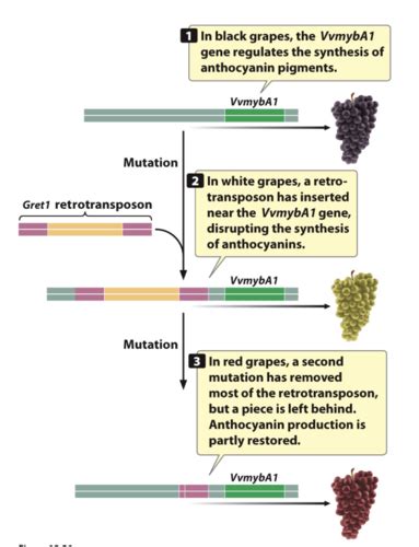 Genetics Quiz 1 Review Flashcards Quizlet
