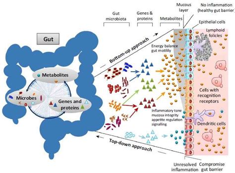 Microbiota Intestine