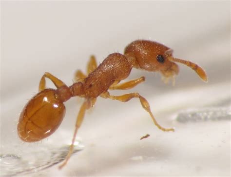 Temnothorax Ambiguus Bugguide Net