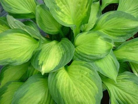 Hosta - Captain Kirk - Les Vivaces du Merle Bleu