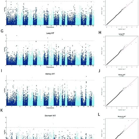 Manhattan And Q Q Plots Of Internal Organ Weight Traits In The Download Scientific Diagram