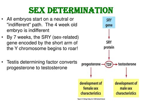 PPT Genes Chromosomes And DNA PowerPoint Presentation Free Download ID