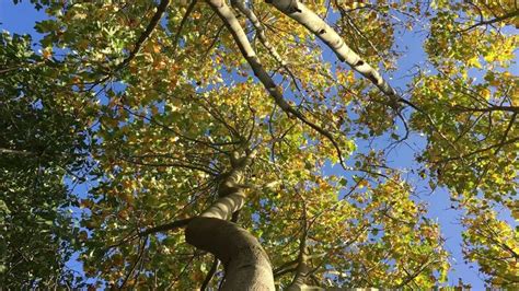 Tulip Tree Canopy In October 2018