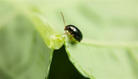 Remarkable Results On Cabbage Stem Flea Beetle Ecospray