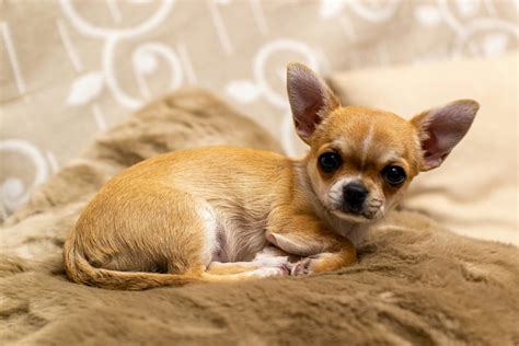 The Joy Of The Apple Head Chihuahuas Your Ultimate Guide