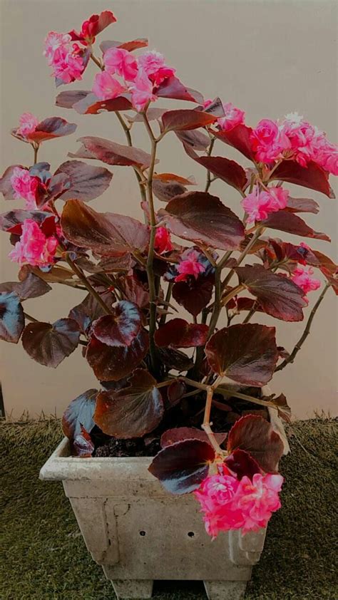 9 Ideas De Plantitas Plantas Fotos Macro Imagenes De Plantas