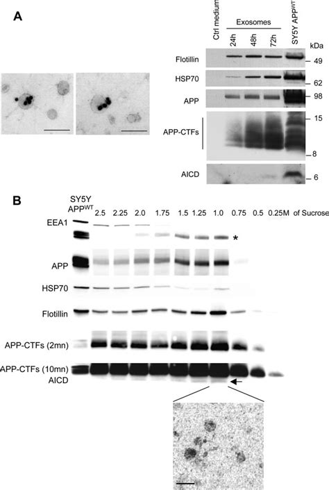 App App Ctfs And Aicd Are Secreted And Co Sedimented With Exosome Download Scientific Diagram
