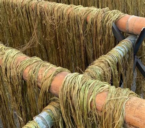 Sisal Fiber Extractor Machine Price Hemp Extraction Machine