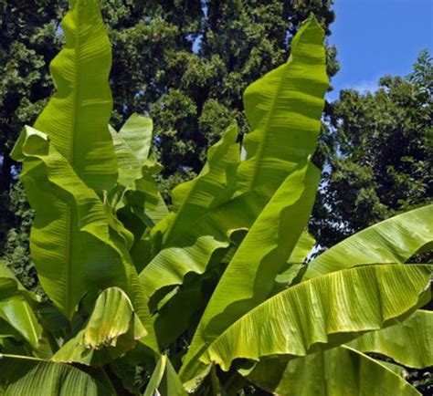 Musa Spp Banana Tree Buy Online In Uae Plantesae