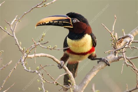 Chestnut Eared Aracari Stock Image Z888 0056 Science Photo Library