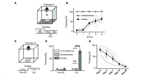 Behavioral Responses Of Auditory Fear Conditioning In Awake And Download Scientific Diagram