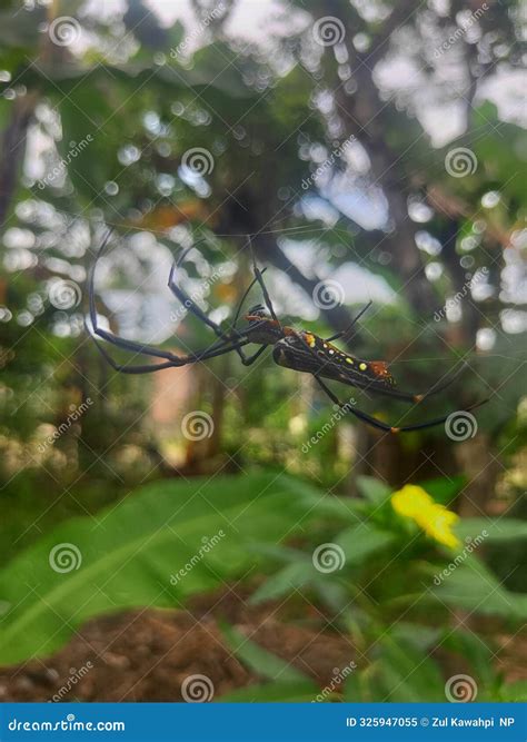 One Big Spider Crawling On Its Web Stock Image Image Of Grass Jungle