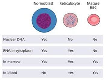Erythroid Flashcards Quizlet