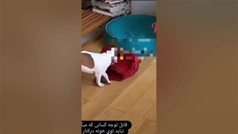 جفت گیری سگ Youtube