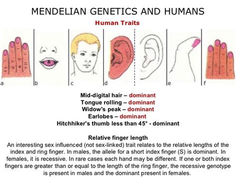 05 Mendelian Genetics And Humans