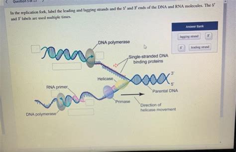 Solved Question 5 Of 13 In The Replication Fork Label The