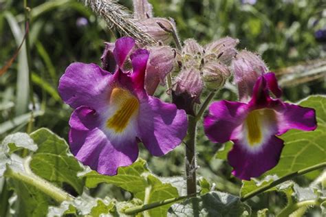 Proboscidea Louisianica