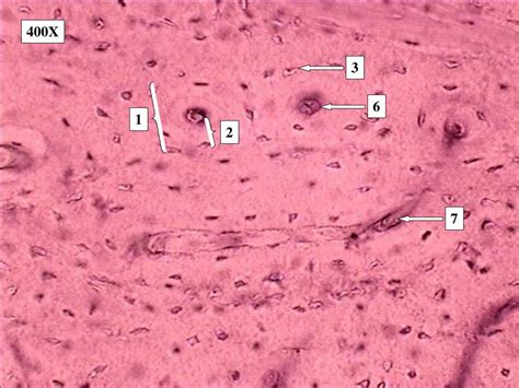 PPT Histology Slides For Bone Tissues PowerPoint Presentation Free Download ID