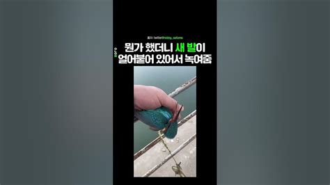 얼어붙은 새의 발 녹여주기 Youtube