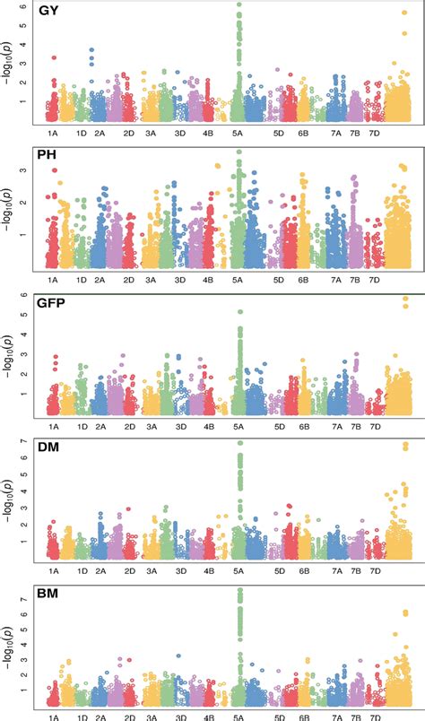 Co Localised Qtl Detected On The Long Arm Of Chromosome 5a For Yield