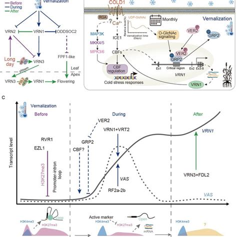PDF Wheat Genomic Study For Genetic Improvement Of Traits In China