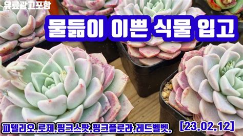 20230212 신상입고 인기품목 다육특가 핑크플로라 핑크스팟 레드벨벳 아모르 Youtube