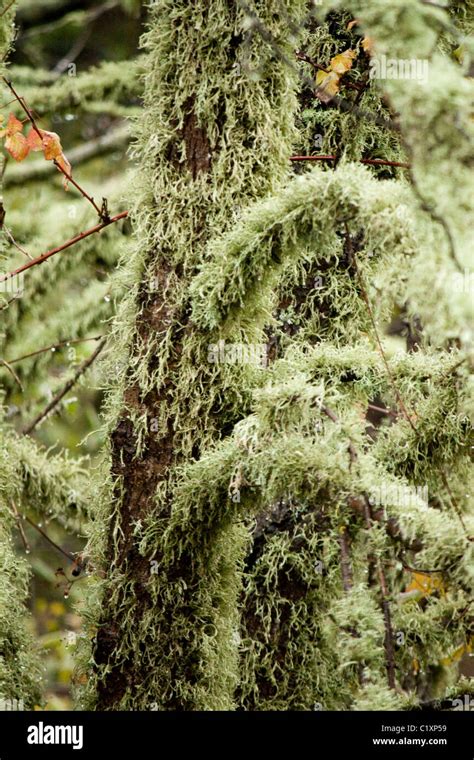 View Of Trees Totally Covered In Lichen Stock Photo Alamy