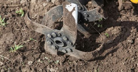 How To Remove Rocks From Soil In 6 Easy Steps