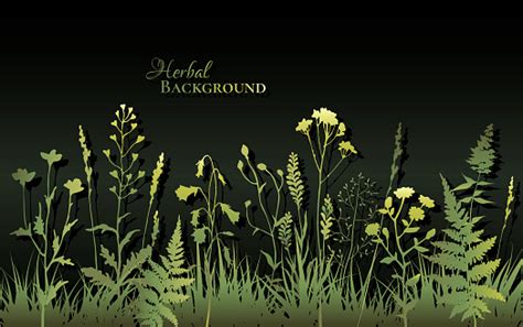 어두운 배경에 초원 야생 허브와 꽃의 녹색 실루엣입니다 야생화 꽃 배경입니다 야생 잔디입니다 0명에 대한 스톡 벡터 아트 및 기타 이미지 Istock