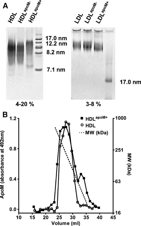 Isolation And Characterization Of Human Apolipoprotein M Containing
