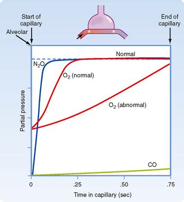 Oxygen And Carbon Dioxide Diffusion