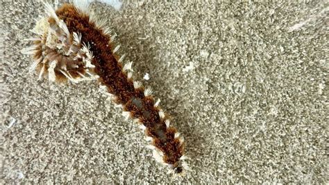 Venomous Fireworms Invading Texas Beaches Noro