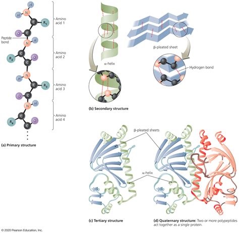 Levels Of Protein Structure Diagram