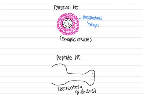 Psych 102 Midterm 1 Part 2 Flashcards Quizlet