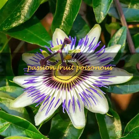 Is Wild Passion Fruit Poisonous Safety Facts And Edible Uses Shuncy
