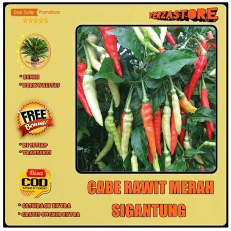 Biji Benih Cabe Rawit Merah Cabai Sigantung Unggul Berkualitas 25 Biji Lazada Indonesia