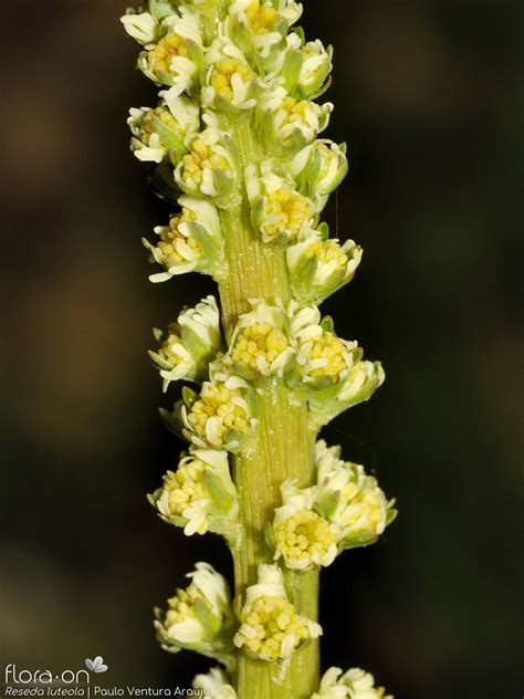 Género Reseda Flora On