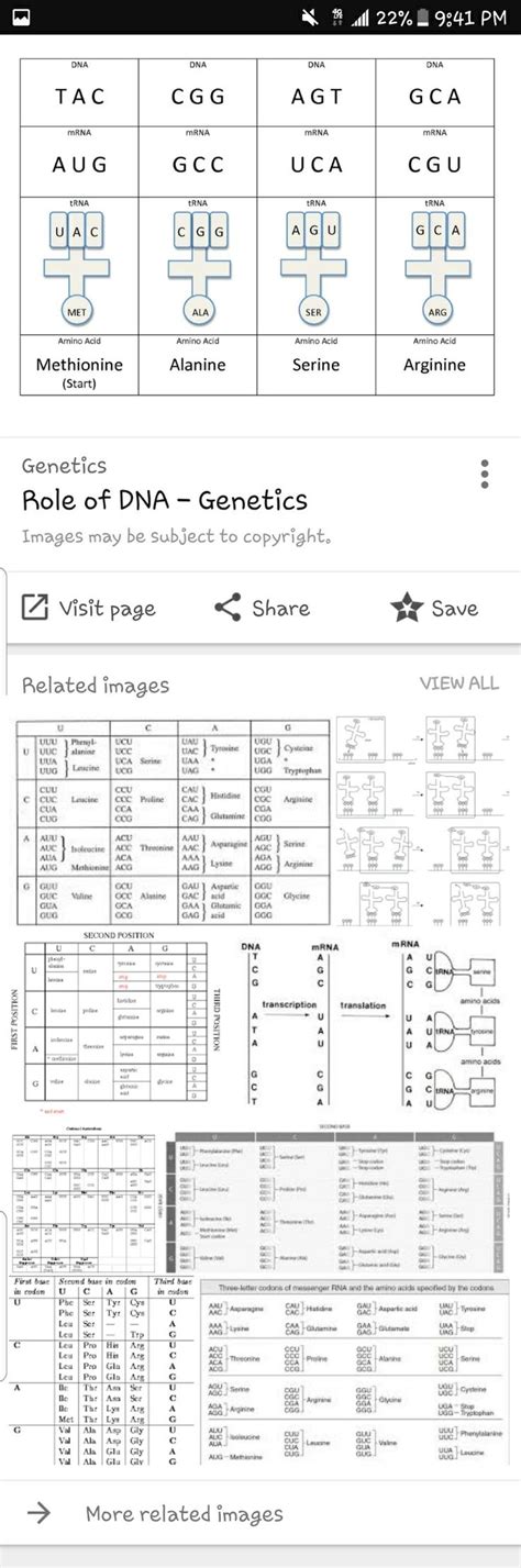 Understanding Dna Genetics The Role Of Arginine