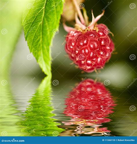 Raspberry In Water Stock Photo Image Of Leaf Raspberry