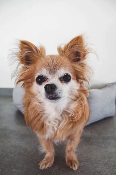 Mini Poodle Chihuahua Mix Adopt Now The Chihuahua Guide